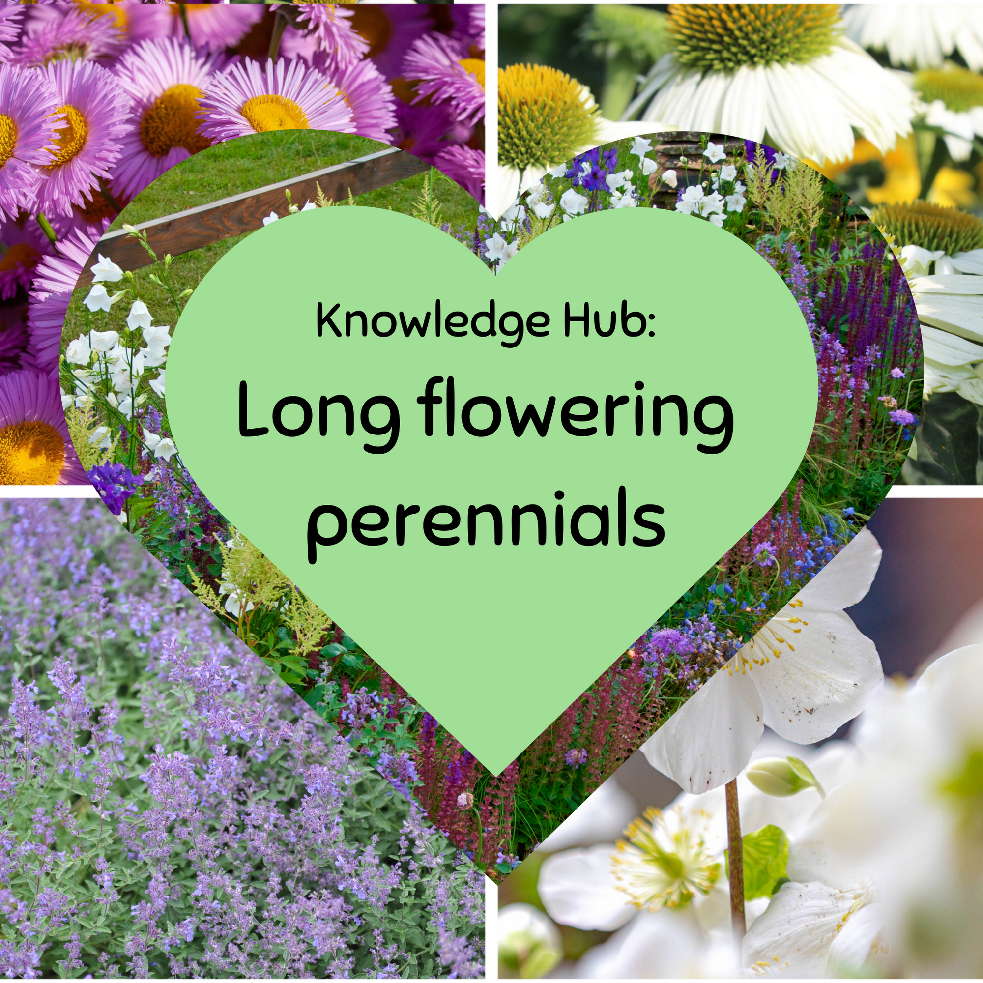 Our top Long Flowering Perennials - One Click Plants