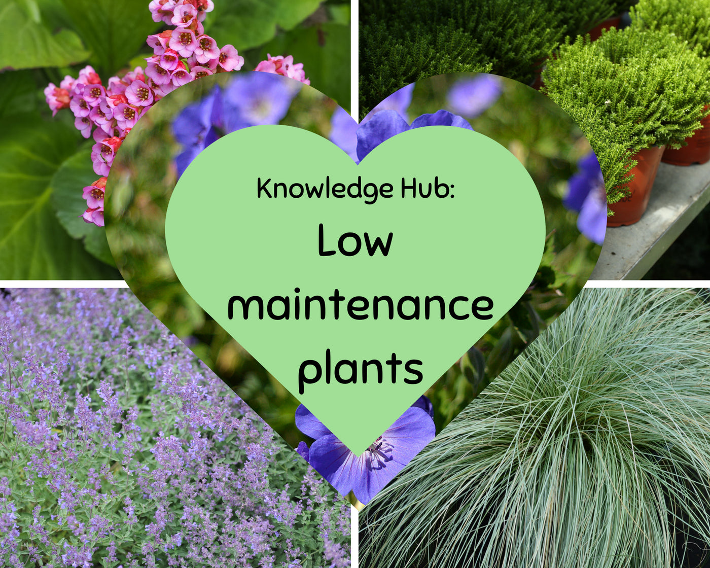 Embrace Low Maintenance Plants for a Lush, Stress-Free Garden - One ...