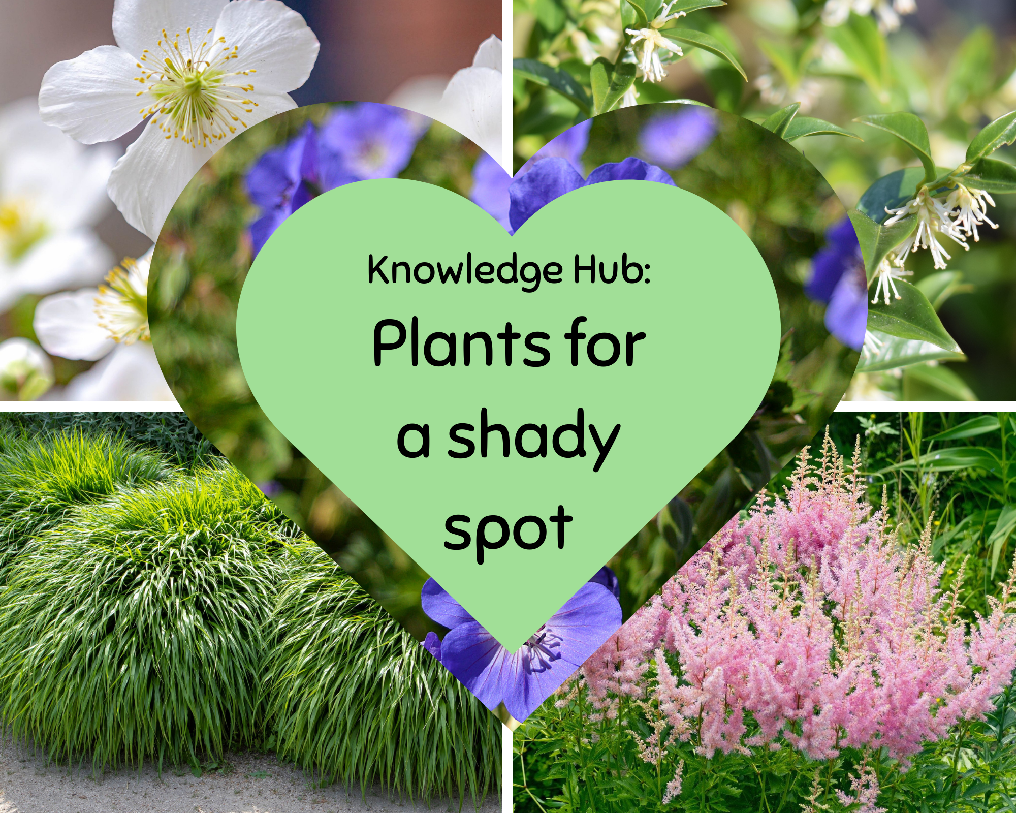 Best Plants for Shady Spots - One Click Plants