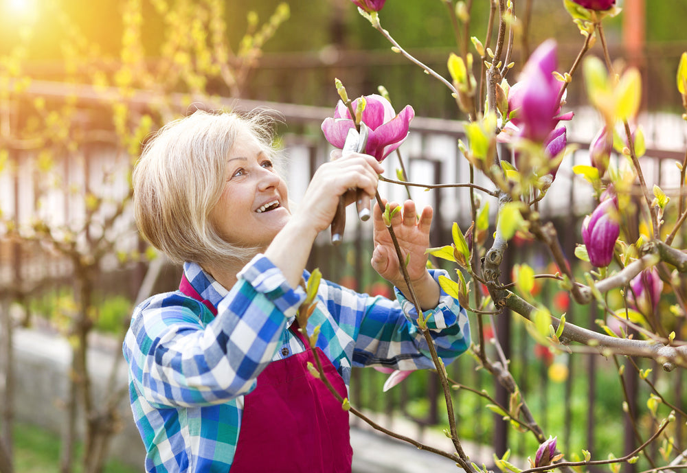 When and How to Prune a Magnolia Tree | One Click Plants