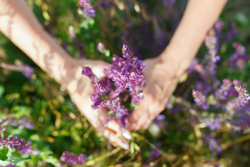 How and When to Prune Salvia | One Click Plants