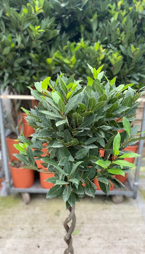 5ft Double Spiral Stem Standard Bay Tree | Laurus nobilis | 130-150cm ...