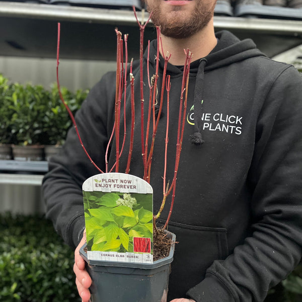 Cornus alba Aurea 1L / 2L - One Click Plants