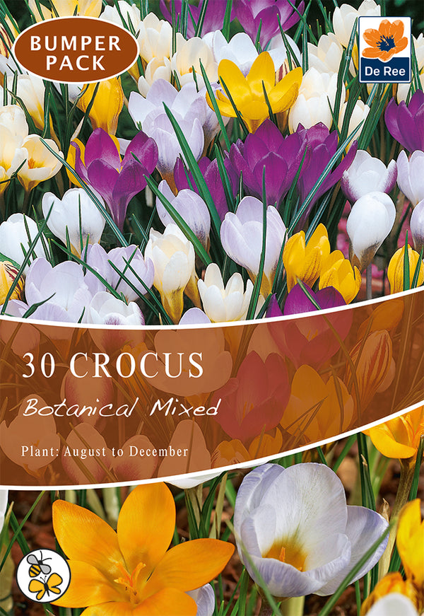 Crocus Botanical Mixed Bulbs (15/30 Bulbs) - One Click Plants