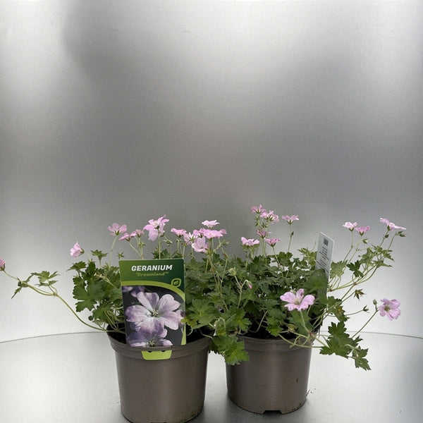 Geranium 'Dreamland' 9cm/2L - One Click Plants