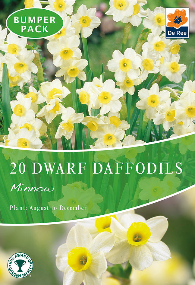 Dwarf Daffodil 'Minnow' (8/20 Bulbs) - One Click Plants