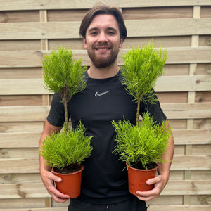 Cupressus Goldcrest Duo Ball | Topiary Conifer | 60-70cm - One Click Plants