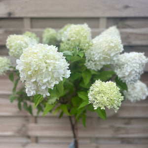 Patio Hydrangea paniculata 'LimeLight’ Tree 5L 120-130cm - One Click Plants