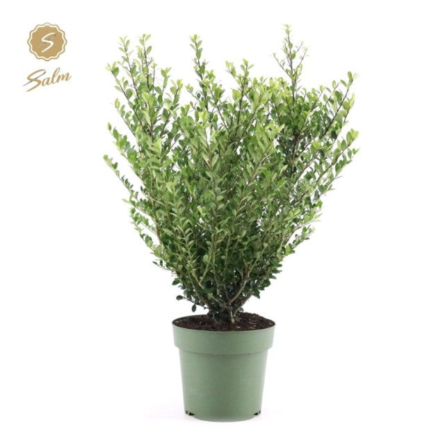 Ilex crenata 'Jenny' 4L (70-80cm inc. growers pot) - One Click Plants