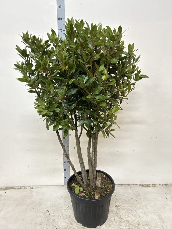 Multistem Bay Tree (Laurus Nobilis) 35L 160-180cm - One Click Plants