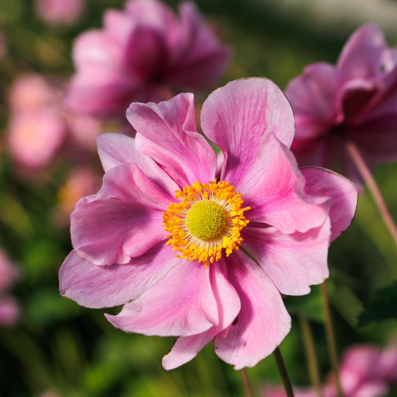 Buy Plants Online | Online Garden Centre | One Click Plants