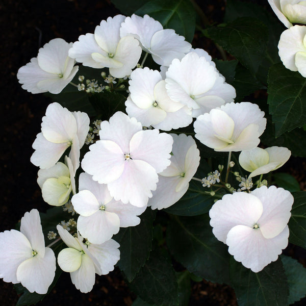 Hydrangea 'Runaway Bride' 4L - One Click Plants