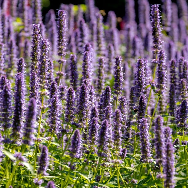 Agastache | Agastache Black Adder | Agastache Plant - One Click Plants