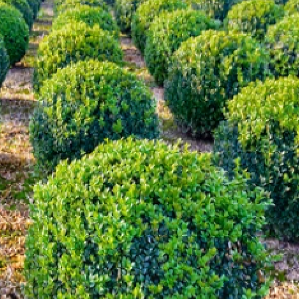 Help Me Choose - One Click Plants