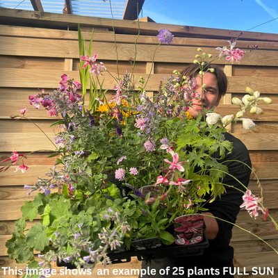 Cottage Garden Ready-made Border - One Click Plants