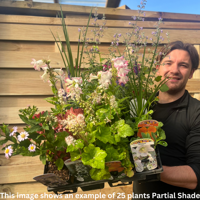 Cottage Garden Ready-made Border - One Click Plants