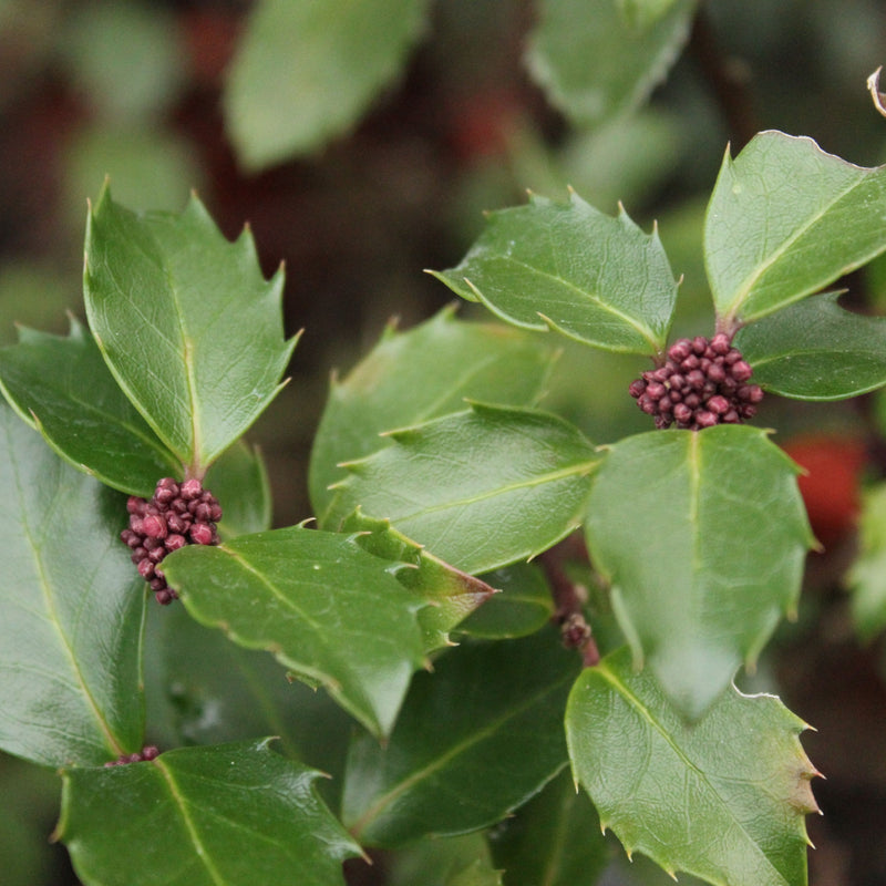 Ilex meserveae 'Blue Prince' Holly 2L - One Click Plants