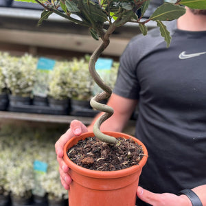 Corkscrew Twisted Stem Standard Bay Tree | Laurus nobilis | 50-60cm, 7 ...