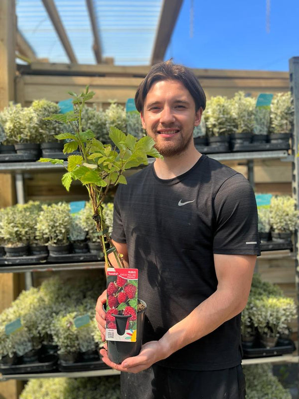 Raspberry 'Malling Promise' 1L - One Click Plants