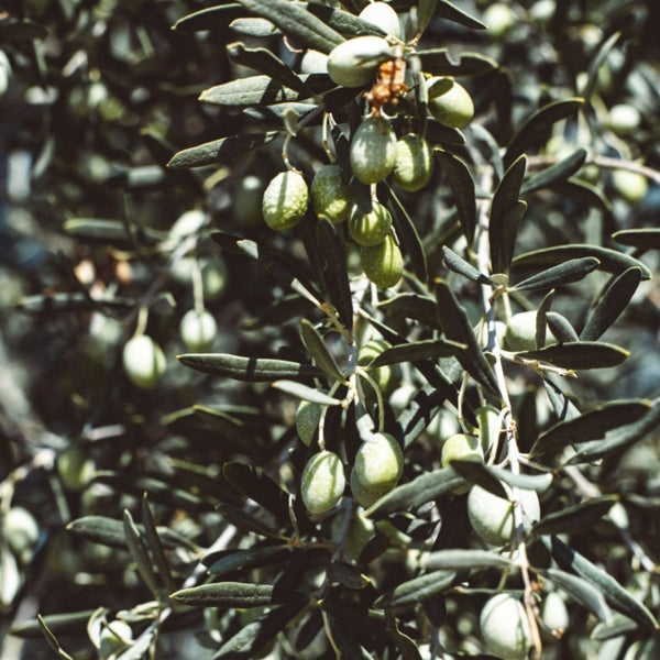Established Olive Ball 55L (Olea Europeana) - One Click Plants