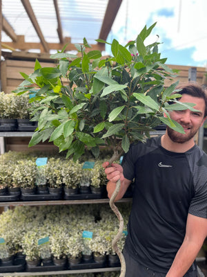 4ft / 5ft Spiral Stem Standard Bay Tree | Laurus nobilis | 110-120cm ...
