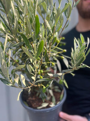 Olive Bush | Olea Europeana (3 Sizes Available) 50-110cm - One Click Plants