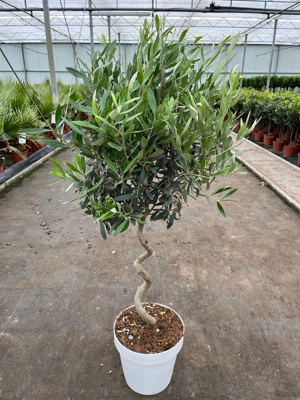 Olive Trees - One Click Plants