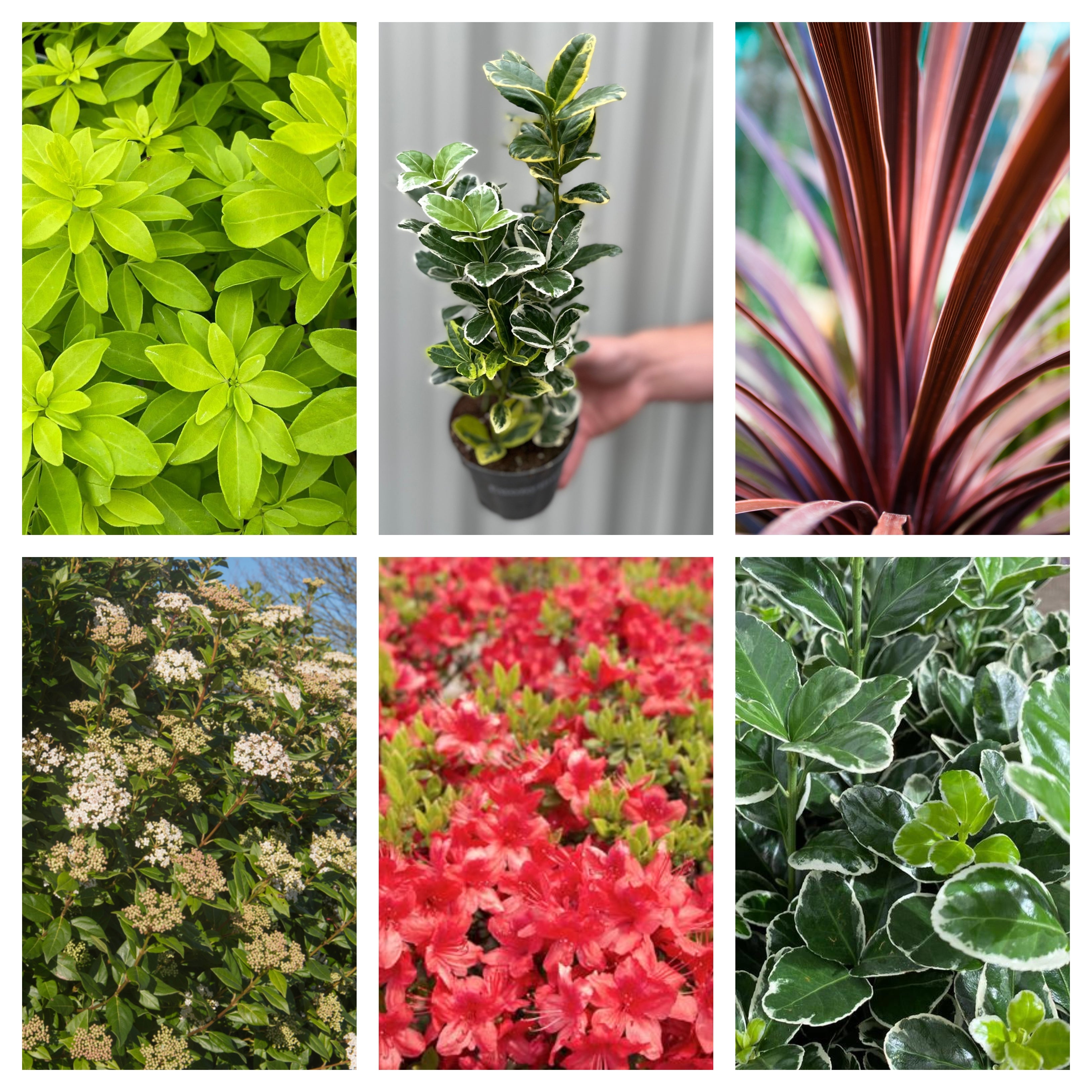 Hardy Evergreen Flowering Shrubs Identification