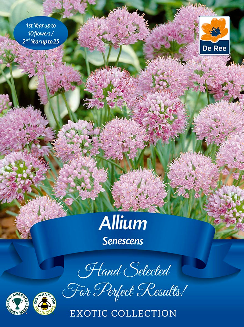 Allium senescens | Exotic Collection | 1 Bulb - One Click Plants