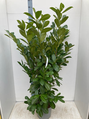 6ft Established Bushy Potted Cherry Laurel Hedge Plants 150-180cm (Mul ...