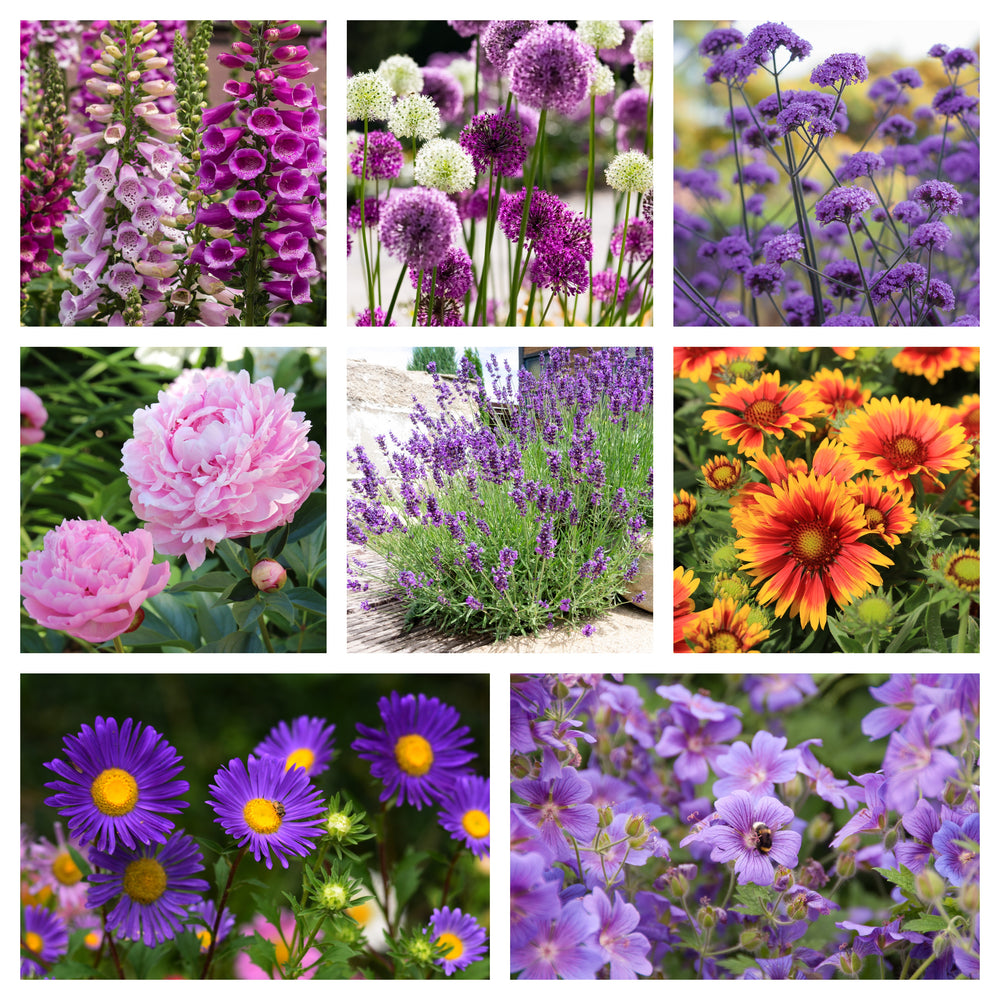 Our Hand Picked Selection of Butterfly and Bee Attracting Plants - One ...