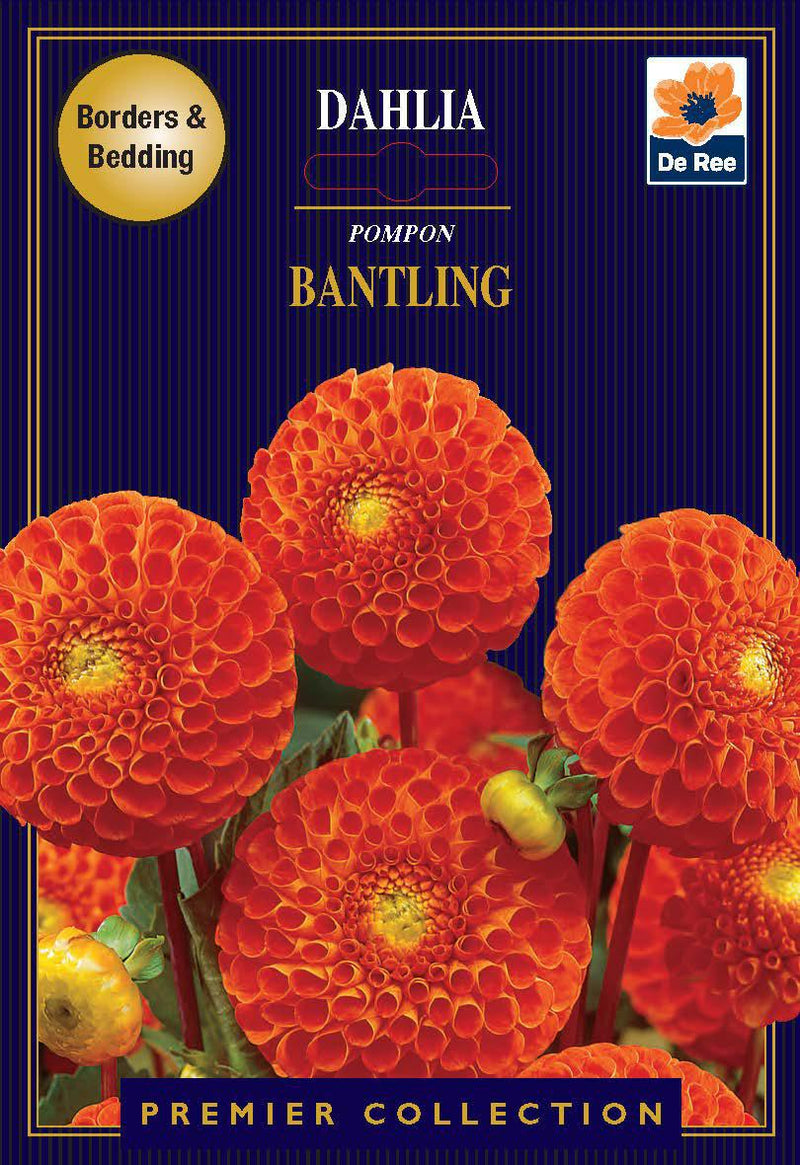 Dahlia | Pompon | Bantling (1 Tuber) - One Click Plants