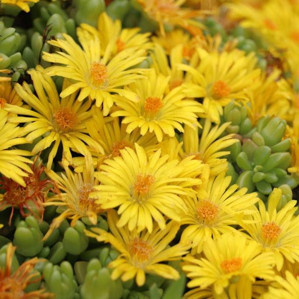 Delosperma cooperi Yellow 1.5L - One Click Plants