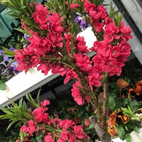 Prunus Persica (Peach) 'Red Peachy' Dwarf Blossom Tree 80-90cm - One ...
