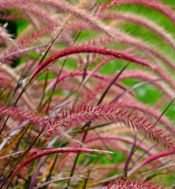 Pennisetum Fireworks Grass - One Click Plants