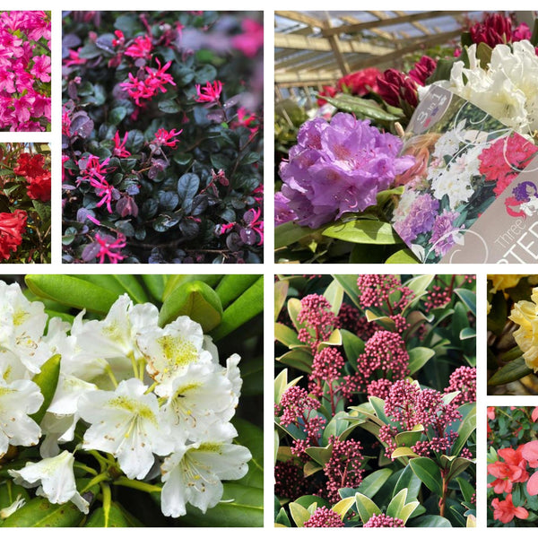 Flowering Evergreen Shrub Bundle (8 Shrubs) - One Click Plants