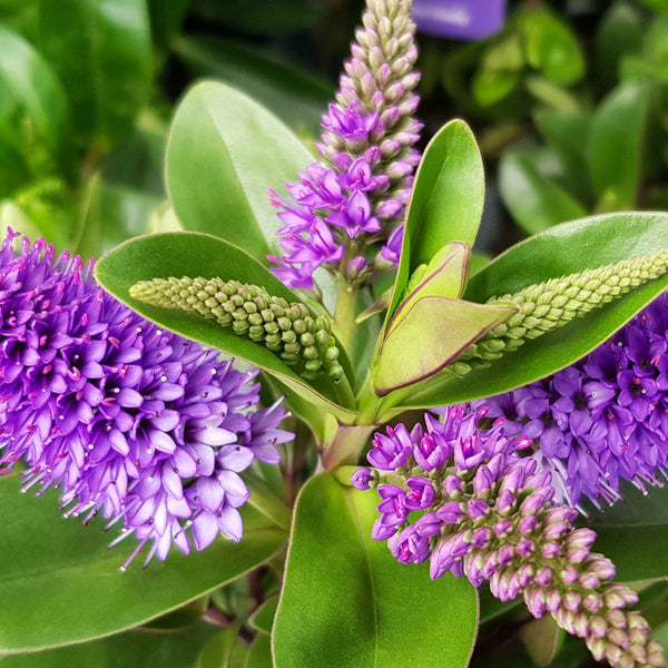 Hebe 'Garden Beauty Blue' 2L - One Click Plants