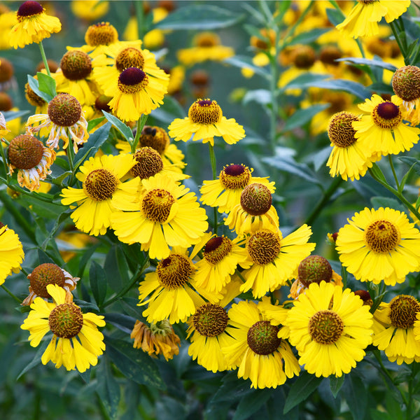 Helenium 'El Dorado' 1.5L - One Click Plants