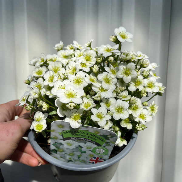 SPECIAL OFFER: Saxifraga - Pixie Mix of 5 - One Click Plants