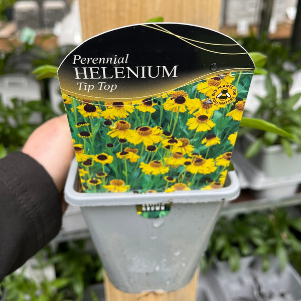 Helenium - Tip Top 1L - One Click Plants