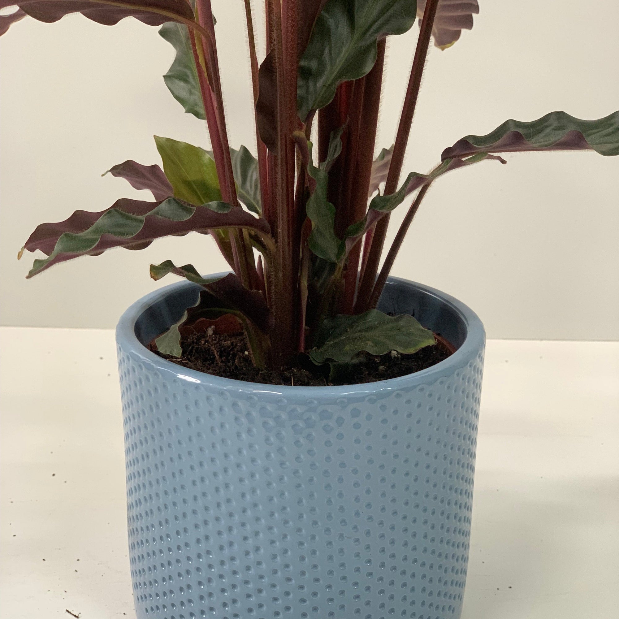 Calathea Tropistar - One Click Plants