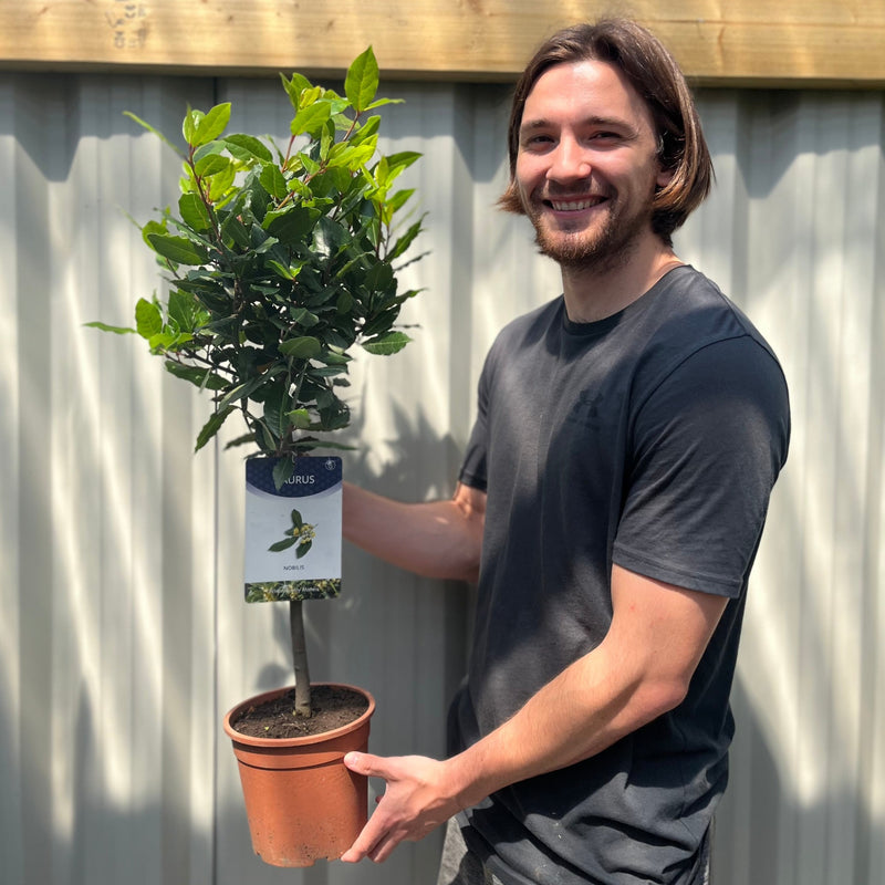 Special offer: Standard Bay Tree | Laurus nobilis (Multibuy Offers Ava ...