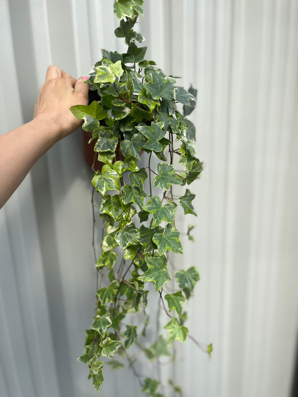 Hedera Helix - Trailing Variegated Ivy (9cm/14cm Pots) - One Click Plants