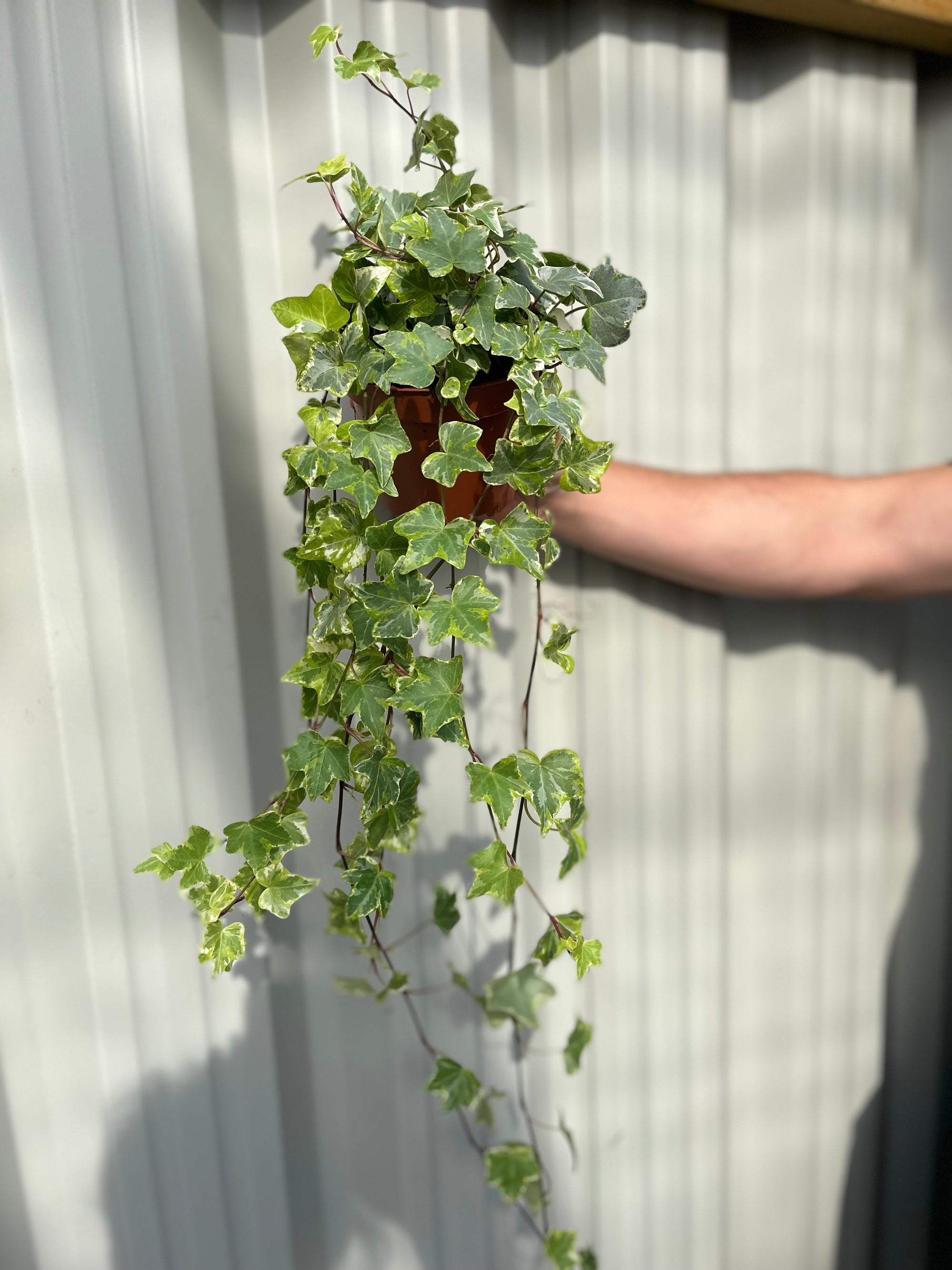 Hedera Helix - Trailing Variegated Ivy (9cm/14cm Pots) - One Click Plants