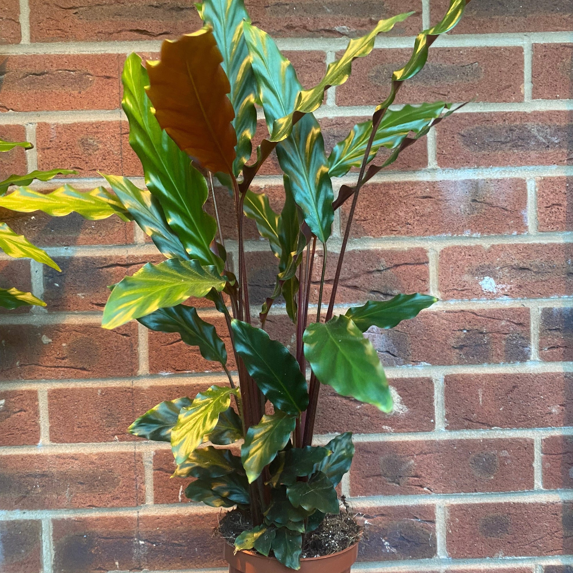 Calathea Tropistar - One Click Plants