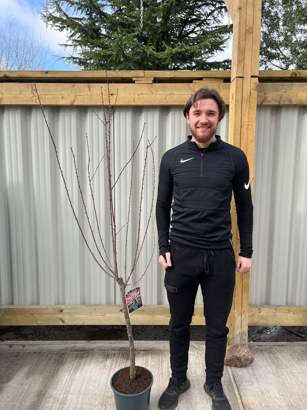 Prunus Triloba | Double Flowering Cherry-Almond Blossom Tree | 6ft (17 ...