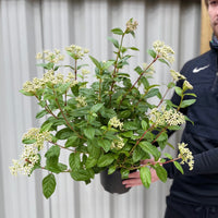 Viburnum tinus Laurustinus 2L - One Click Plants