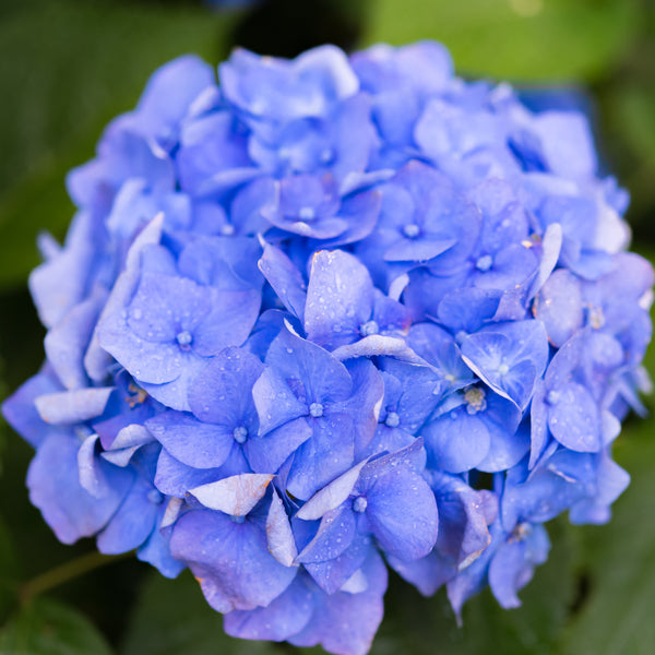 Dwarf Hydrangea | Hydrangea macrophylla 'Little Blue' 2L - One Click Plants