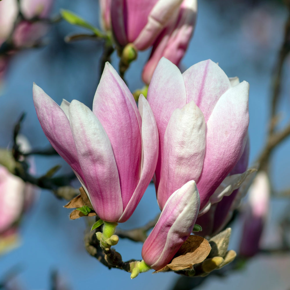 Magnolia Trees – Spring Flowering Garden Favourites - One Click Plants