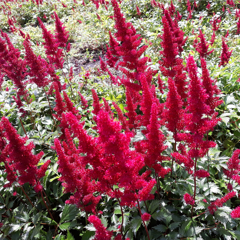 Astilbe - Montgomery 1.5L - One Click Plants